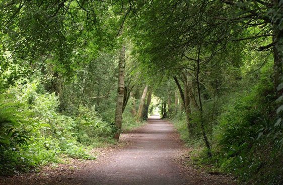Kings Wood & Strawberry Line Walks - Dolphin Caravan Park